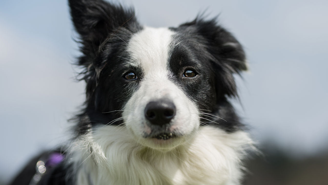 Lethal White Border Collie