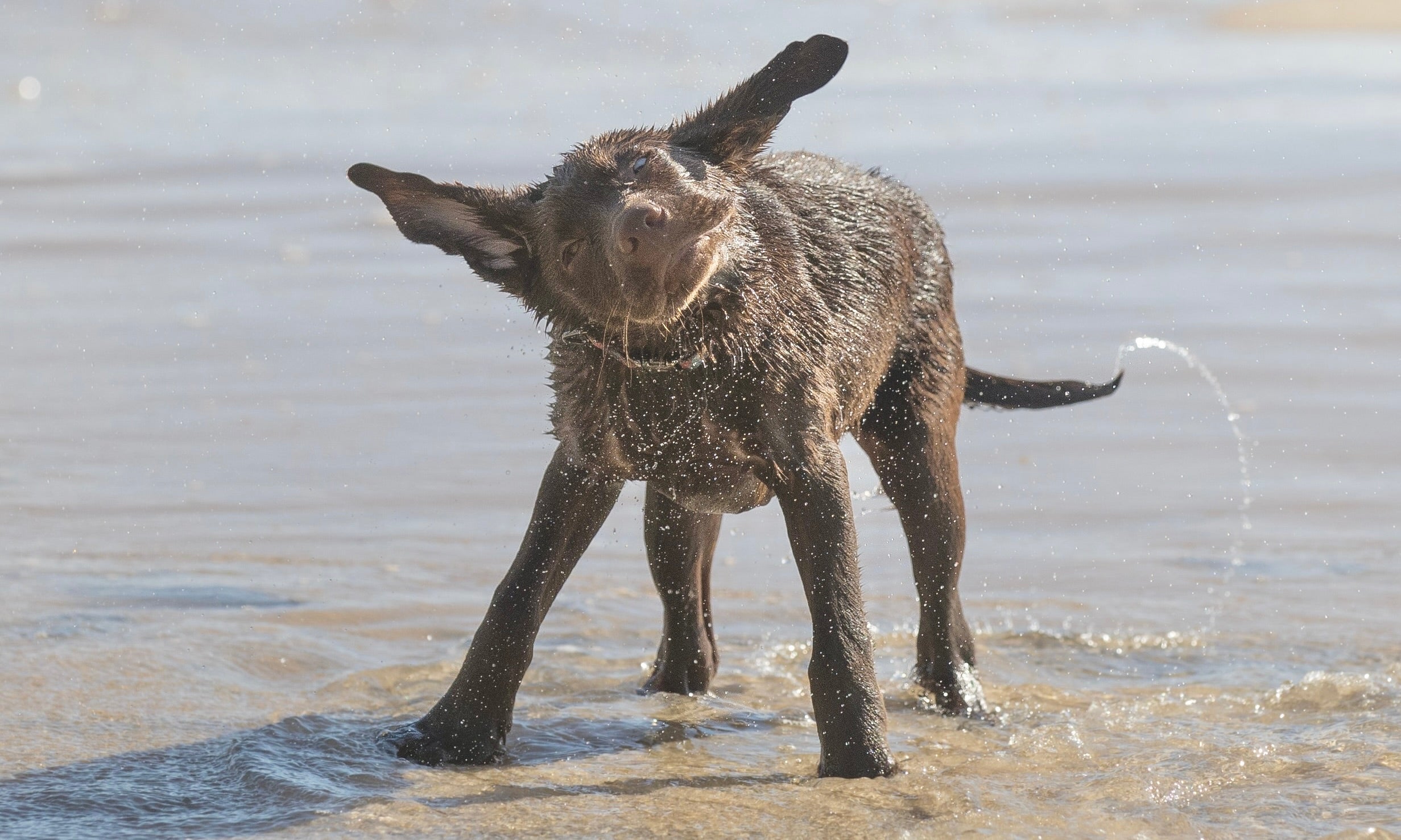 Why they REALLY do that wet dog shake – Drool by Dr. Chris Brown