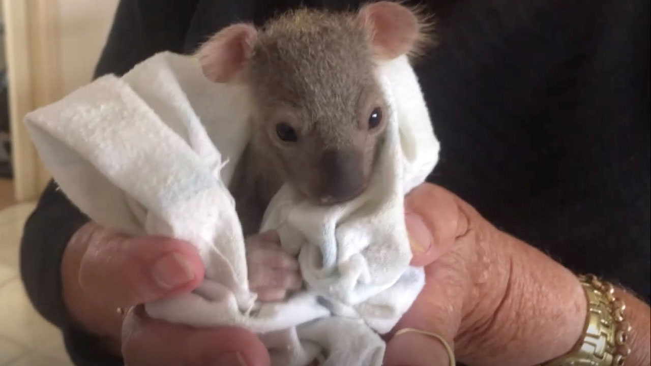 This tiny koala baby’s survival relies on one very unique meal – Drool ...