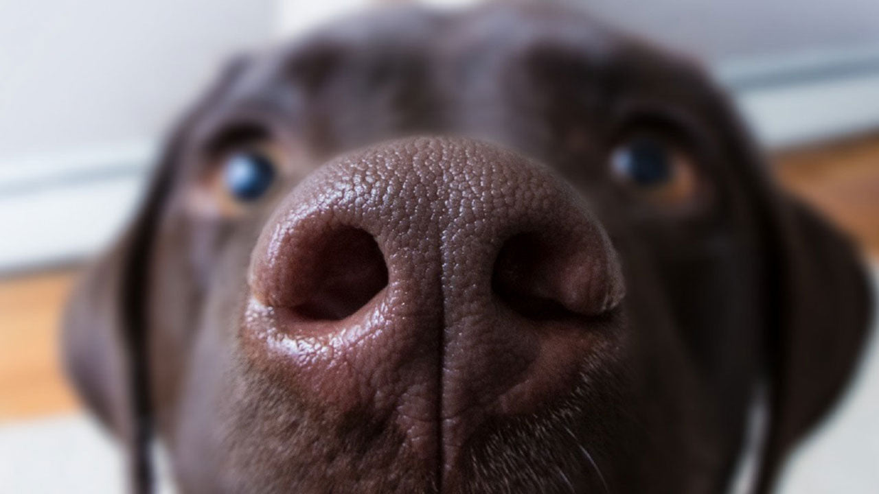 The real reason a dog’s nose is so cold! – Drool by Dr. Chris Brown