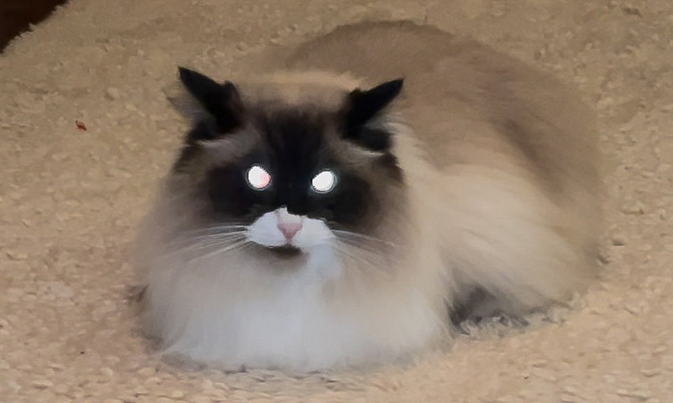 Why pets get devil eyes in photos – Drool by Dr. Chris Brown