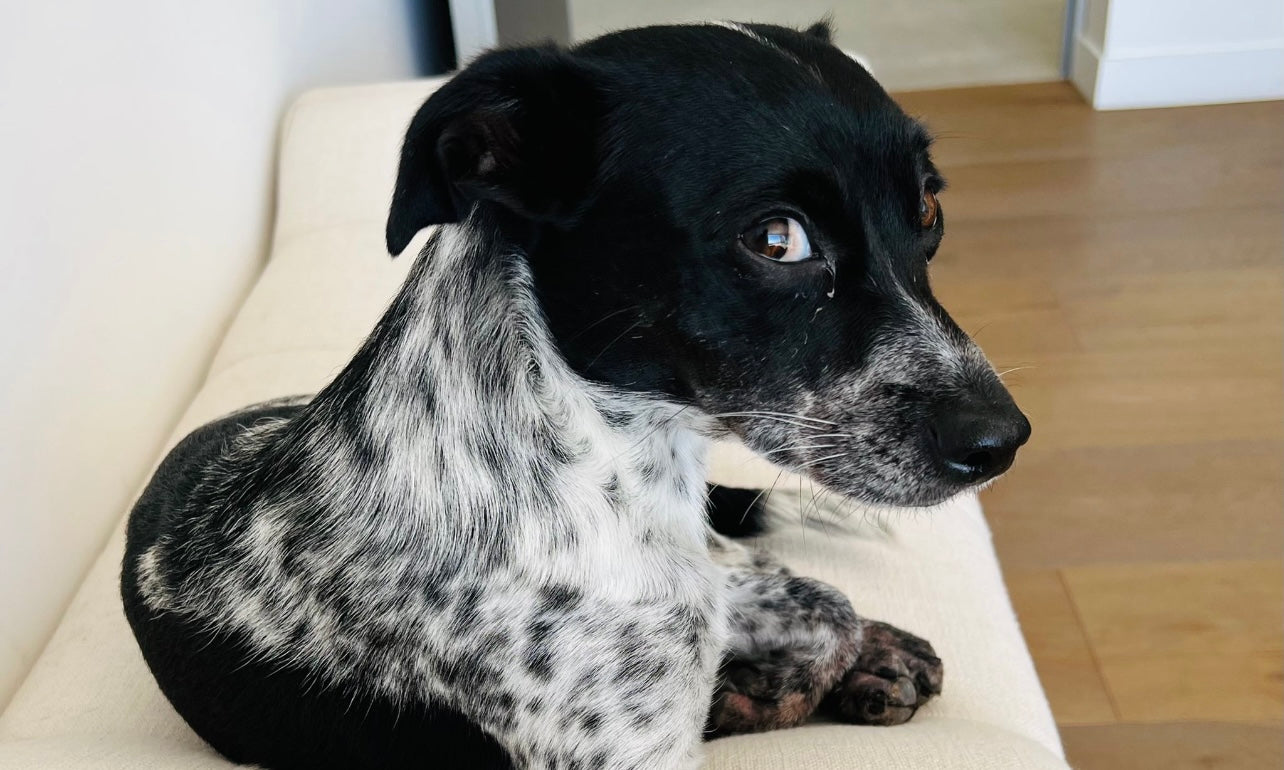 Do they judge us for being tipsy? – Drool by Dr. Chris Brown