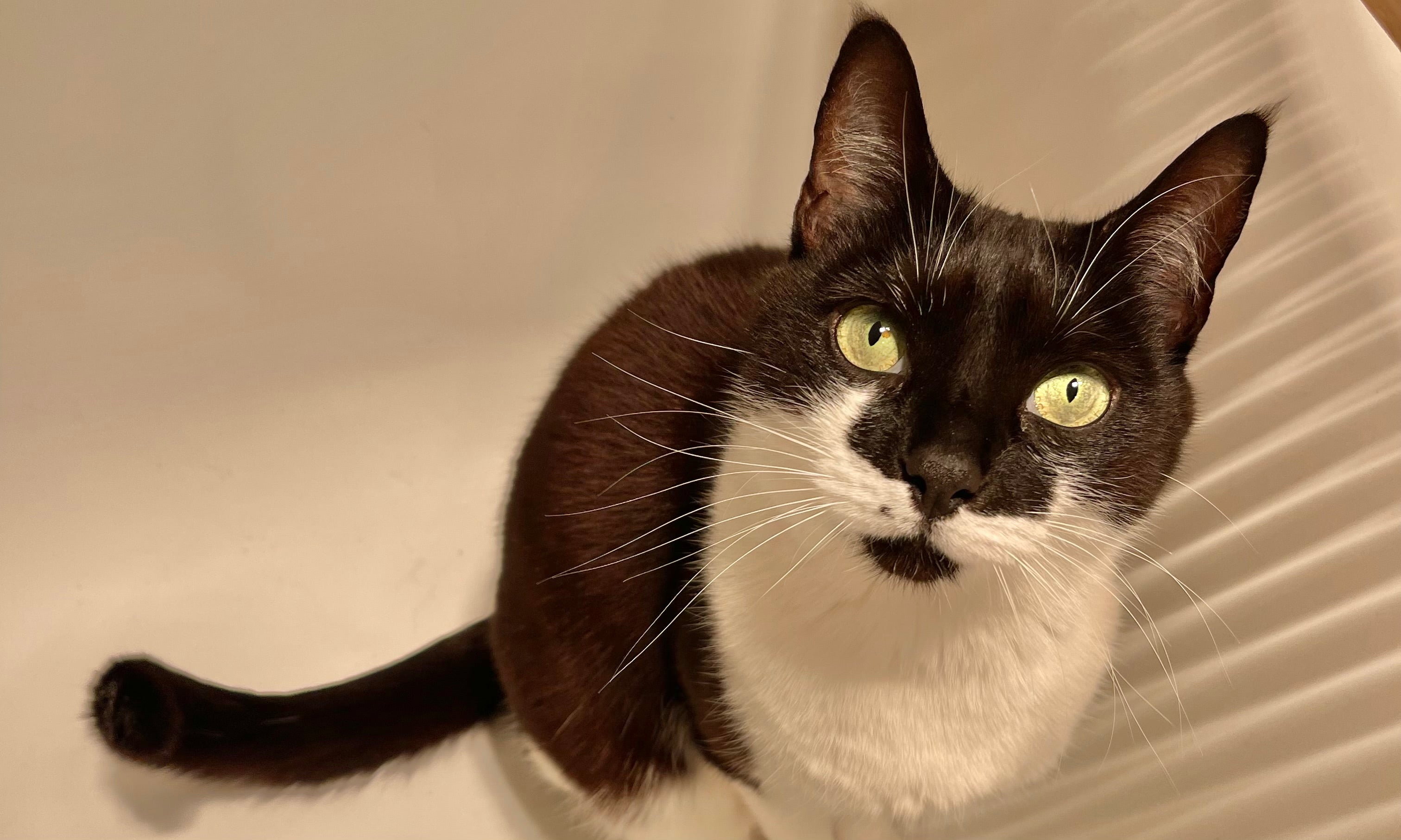 Shed yeah. Why the fur goes flying in spring – Drool by Dr. Chris Brown