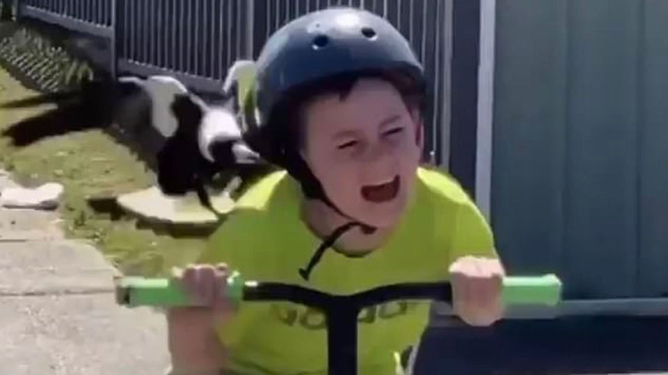 How to end your magpie swooping nightmare – Drool by Dr. Chris Brown