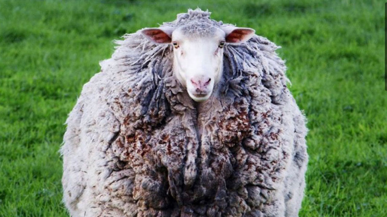 Prickles the sheep is a self-isolation expert – Drool by Dr. Chris Brown