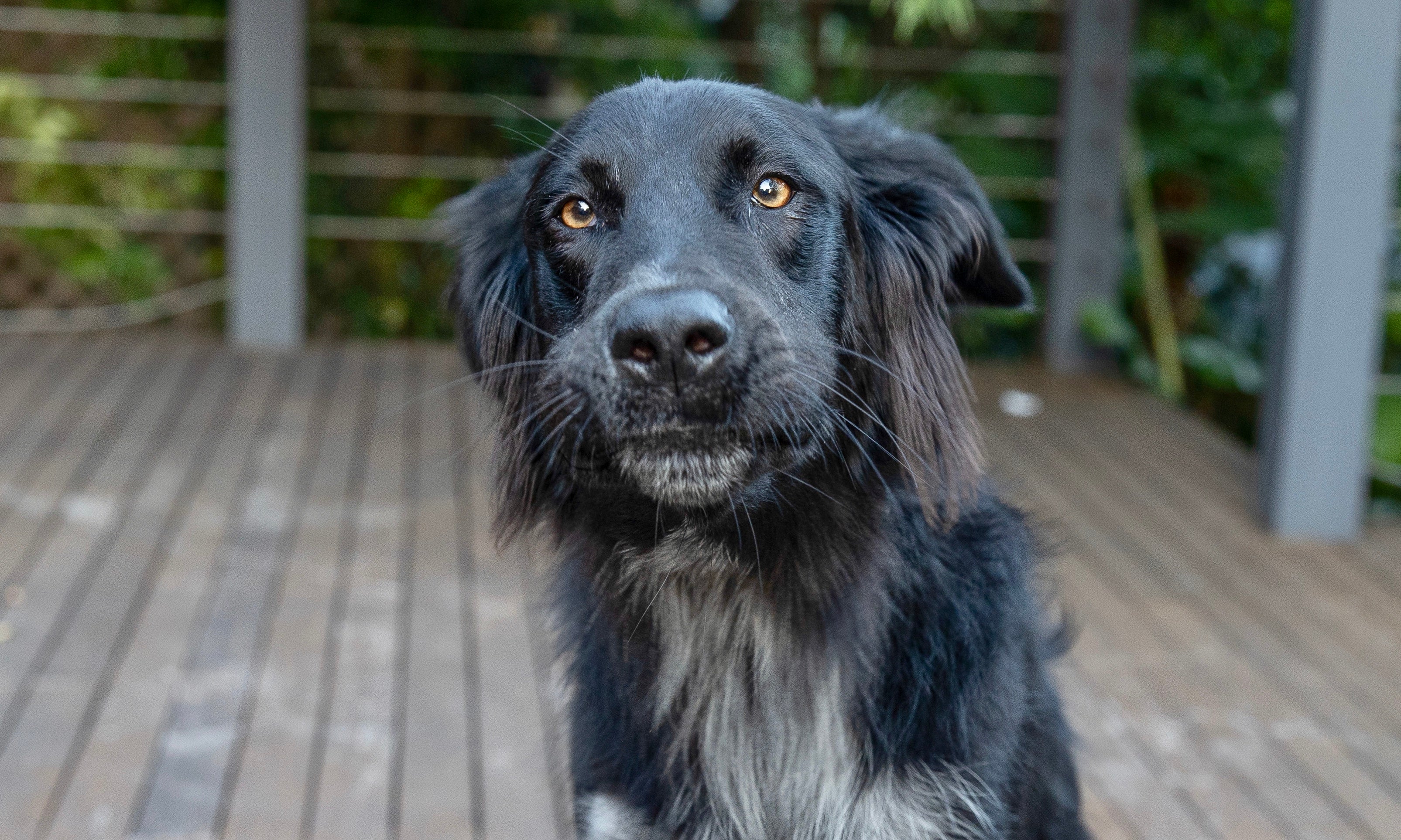 How to help reactive barking in 4 easy steps – Drool by Dr. Chris Brown