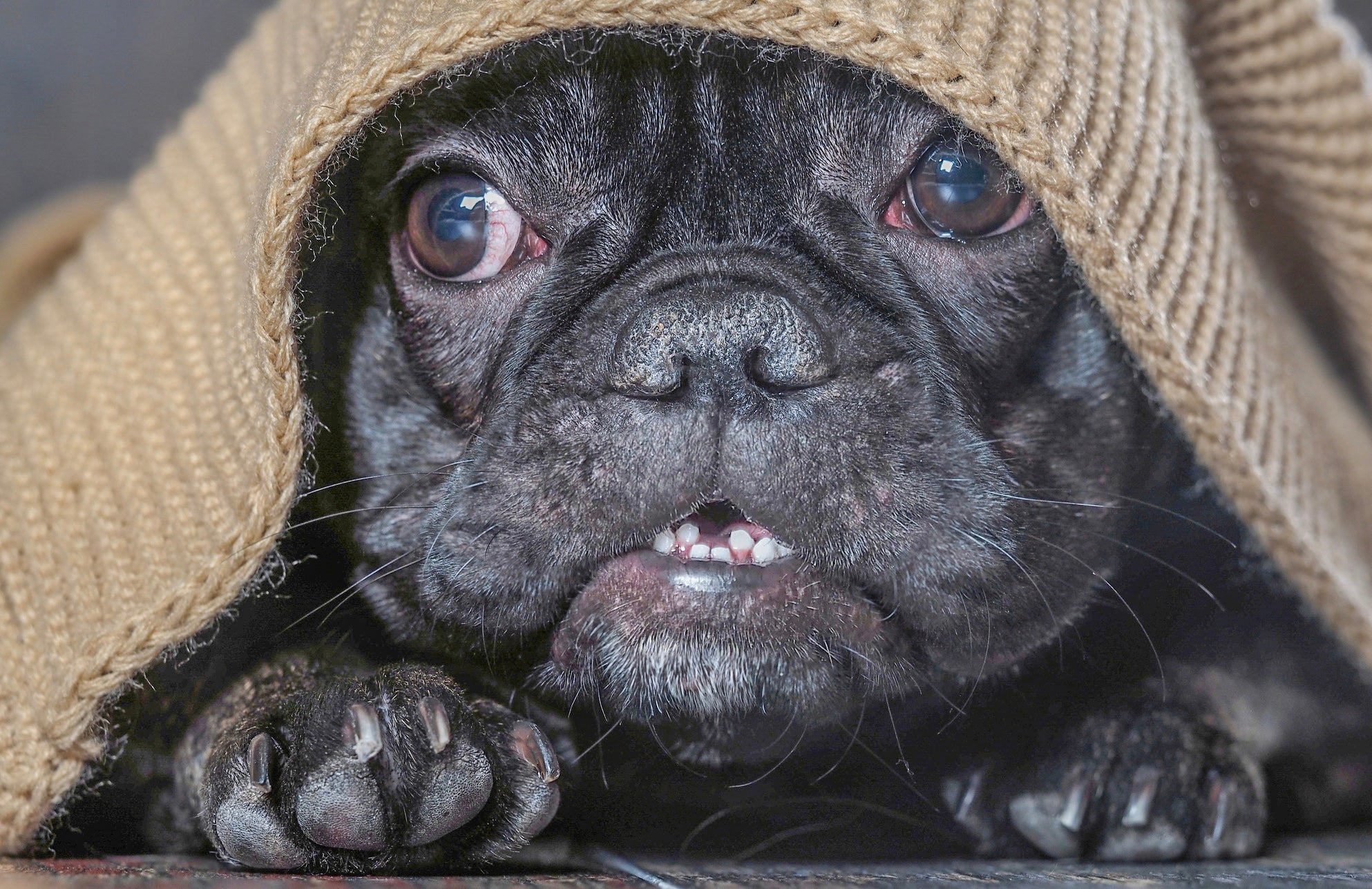 The sneaky (but easy way) to check their teeth! – Drool by Dr. Chris Brown