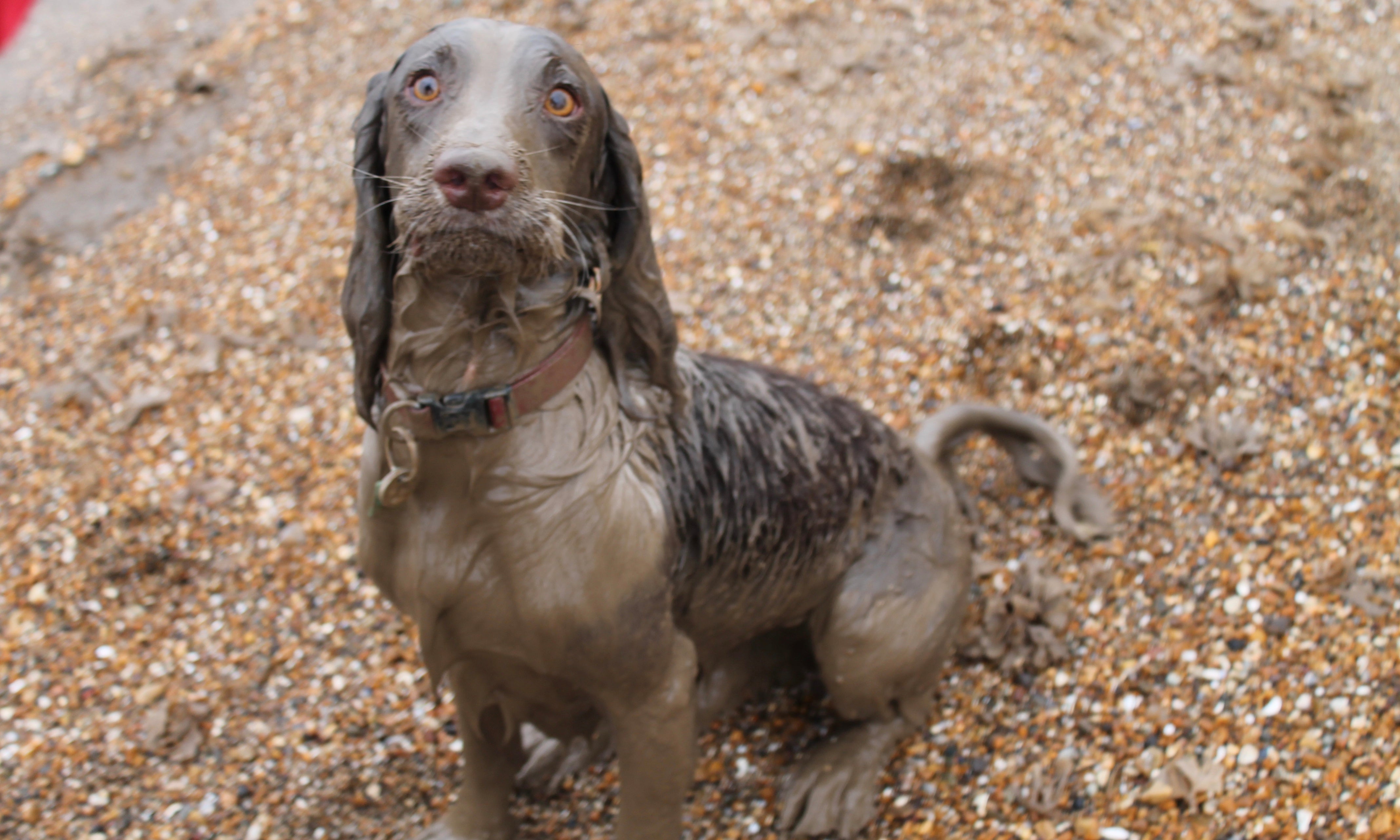 Why they MUST roll in that gross stuff after a bath – Drool by Dr ...