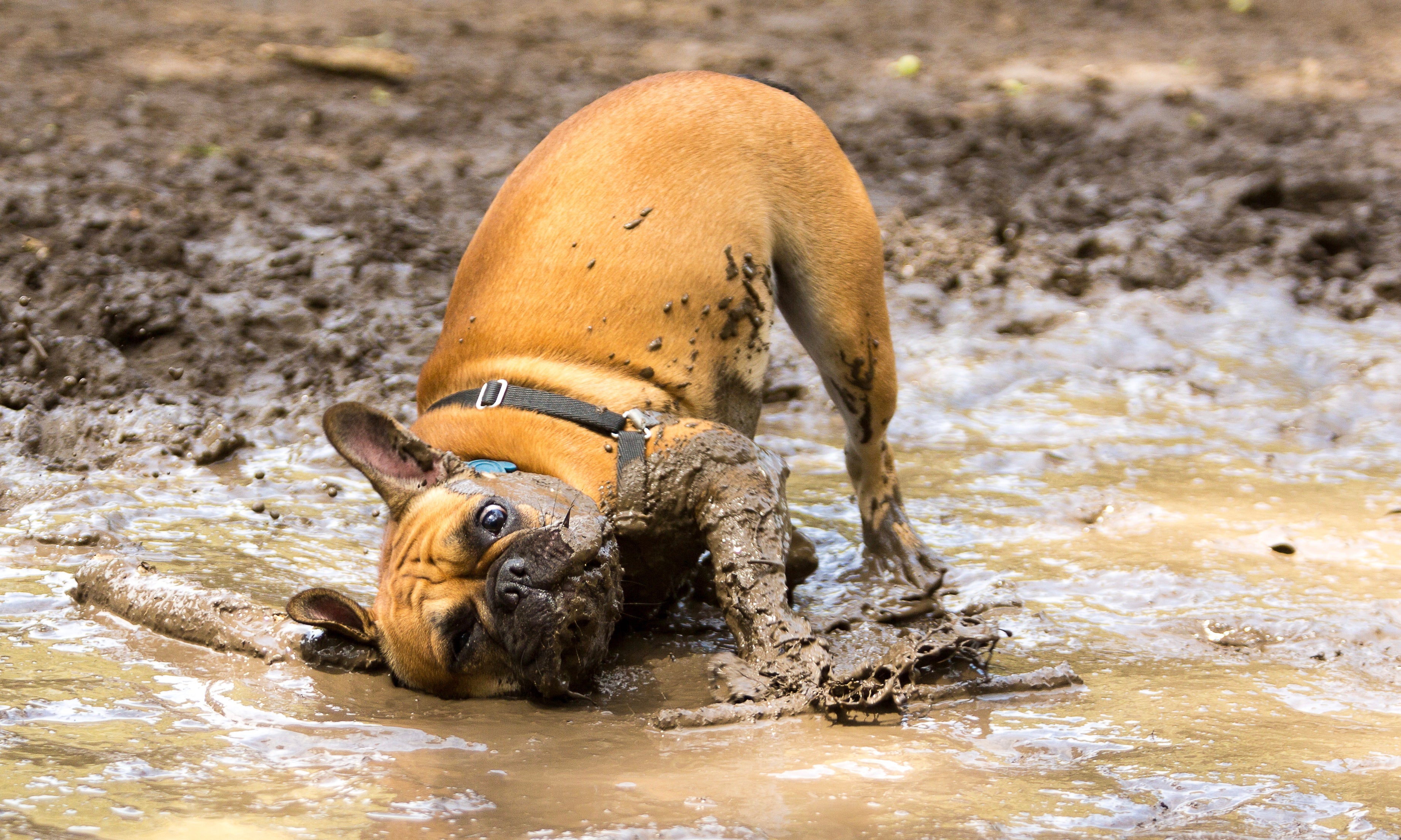 Why dogs are instantly drawn to that mud puddle – Drool by Dr. Chris Brown