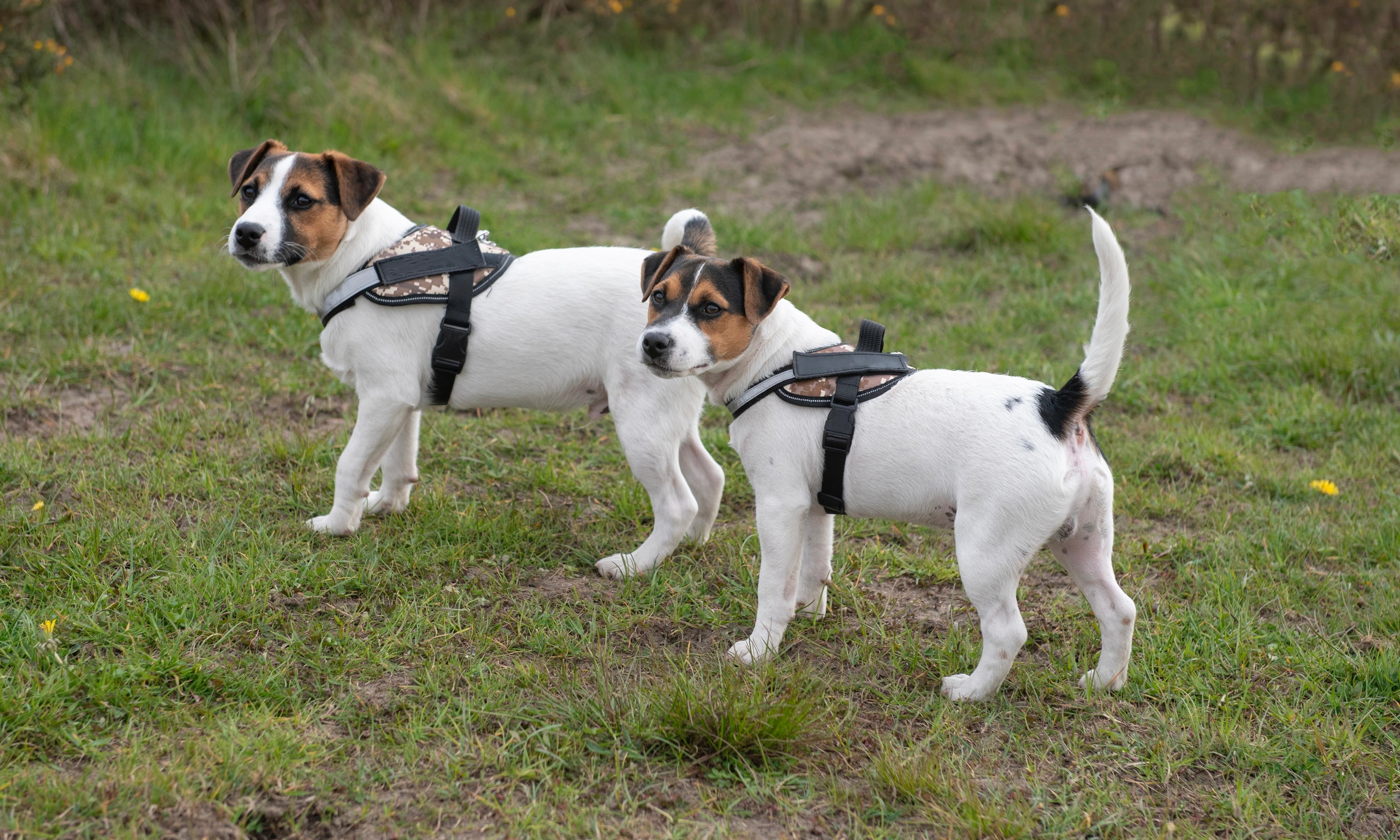 Why chilled dogs lose their mind once someone goes on a lead! – Drool ...