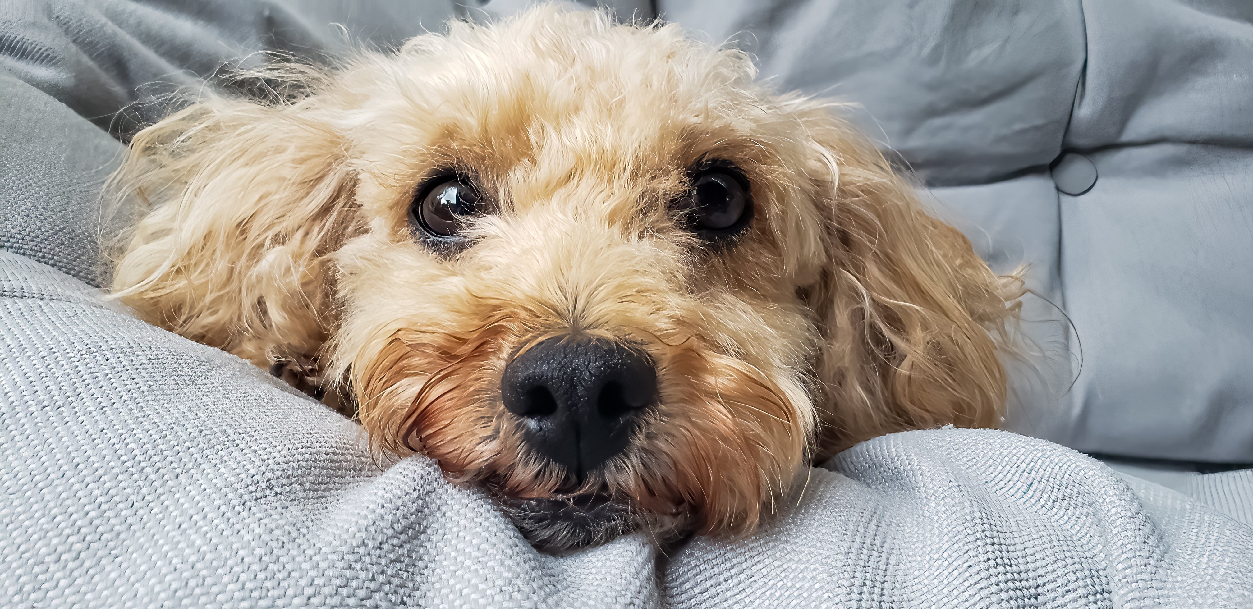 This isn't a typo. Our pets develop rust stains... – Drool by Dr. Chris ...