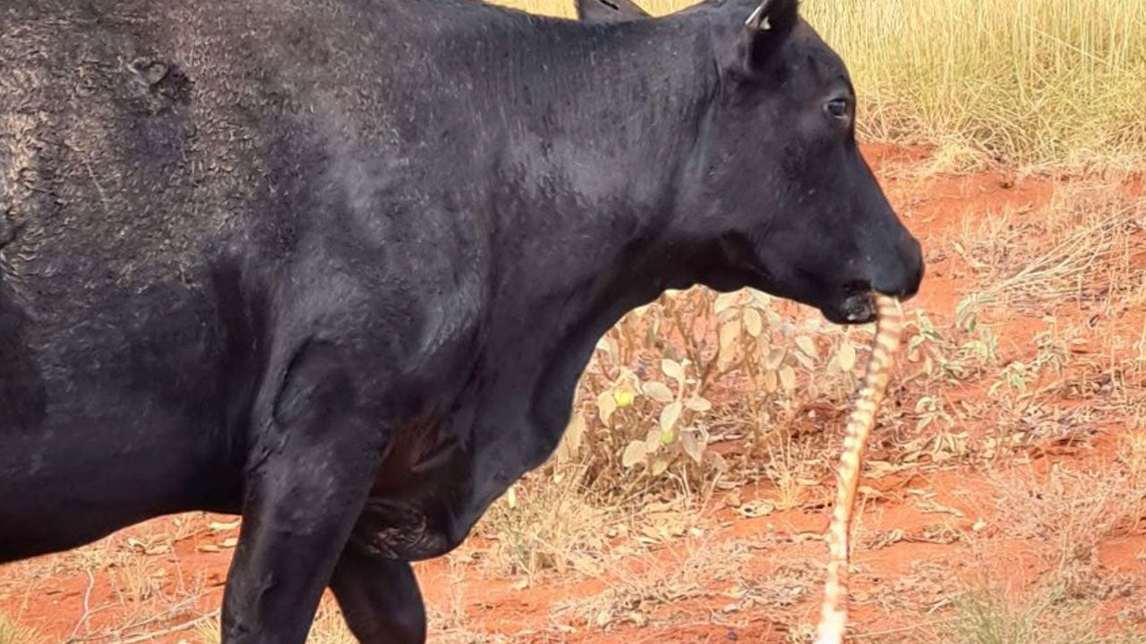 Why this cow is chewing on a snake 😳 – Drool by Dr. Chris Brown