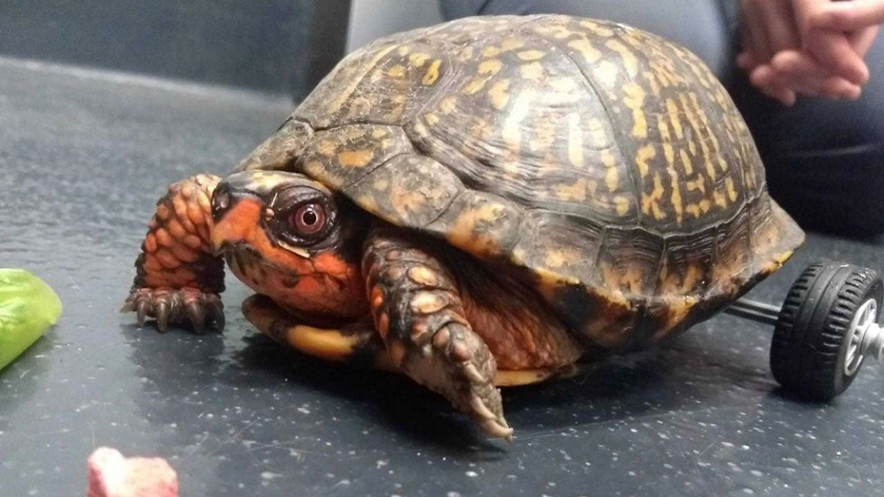 A very creative use for lego has saved this turtle’s life – Drool by Dr ...