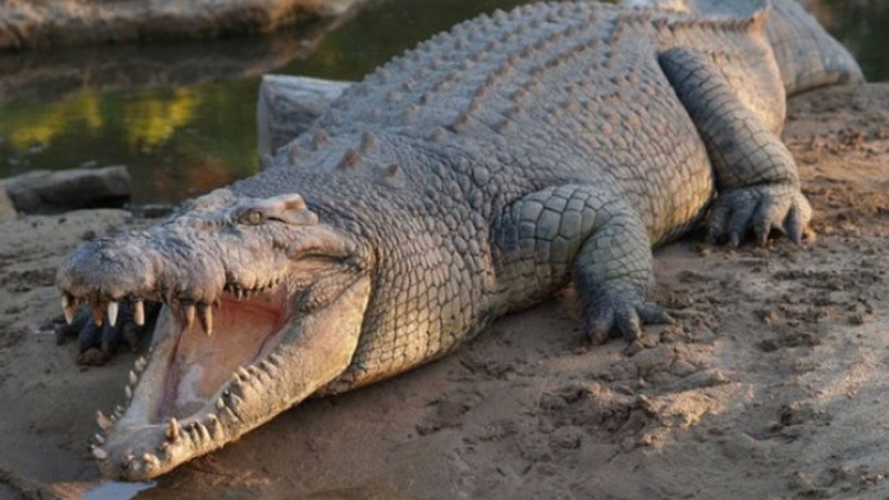 Is this the answer to a giant croc mystery? – Drool by Dr. Chris Brown