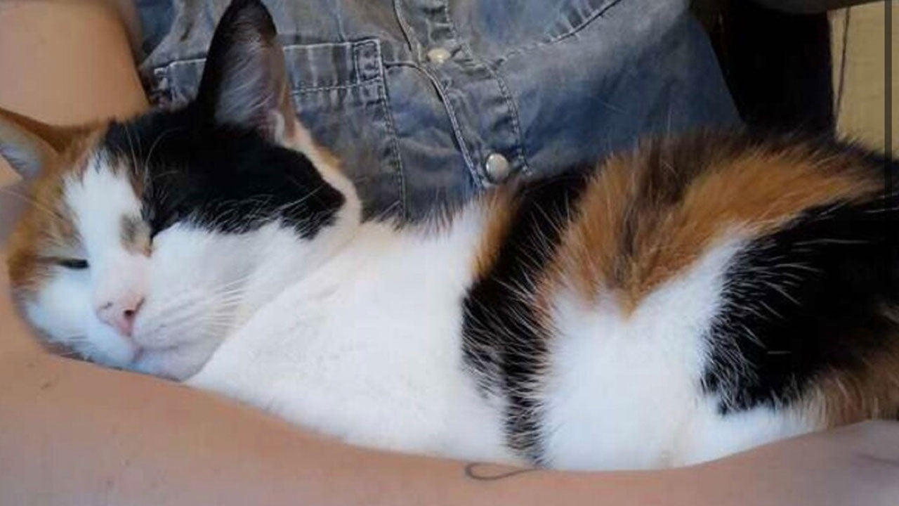 This might be the perfect fix for needy pets – Drool by Dr. Chris Brown