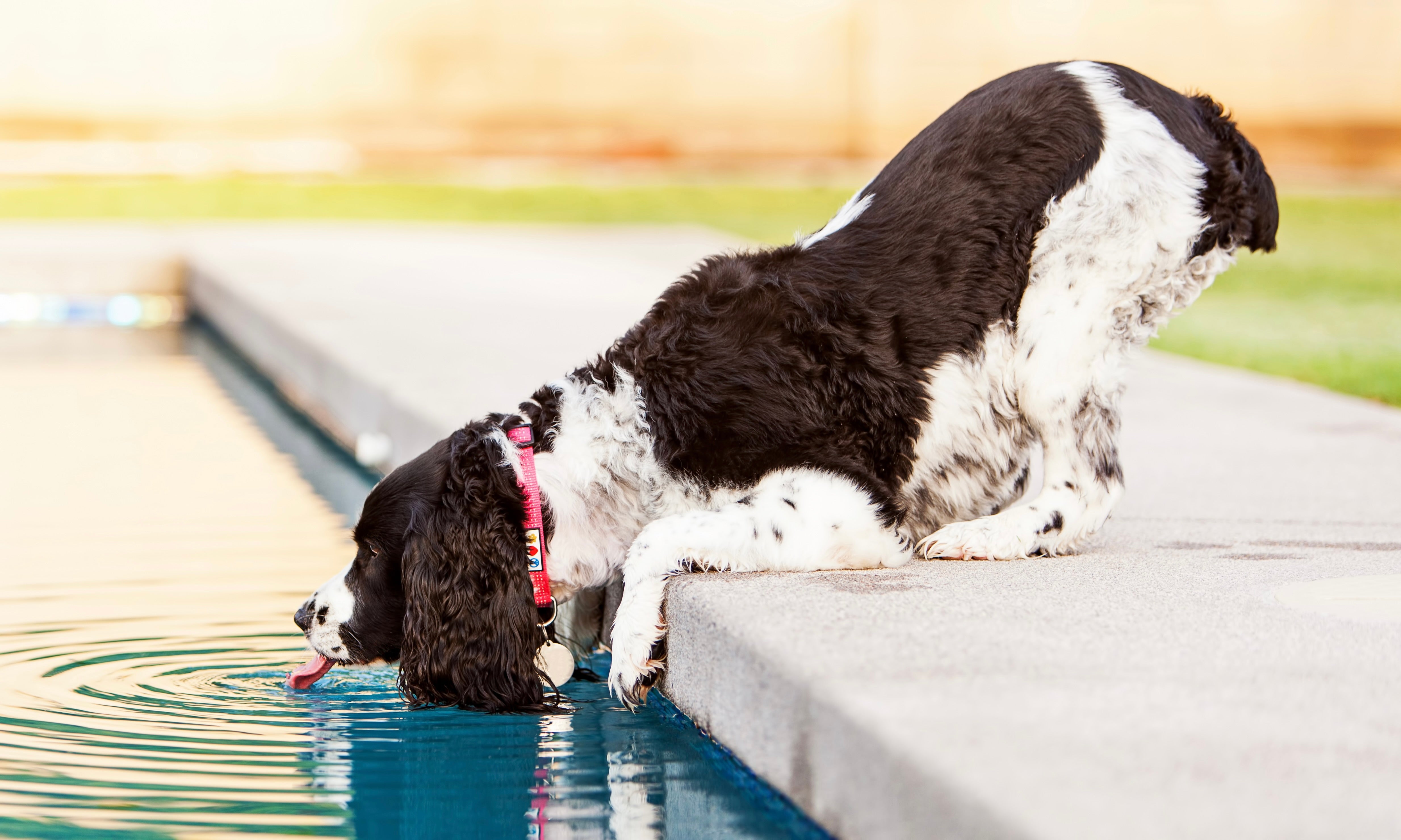 So...is drinking pool water actually dangerous? – Drool by Dr. Chris Brown