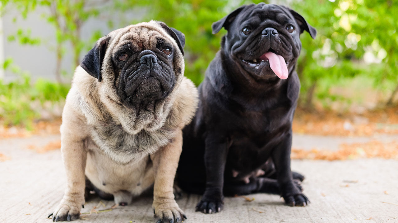 ‘Snot a problem!' The discovery that might help these dogs breathe eas ...