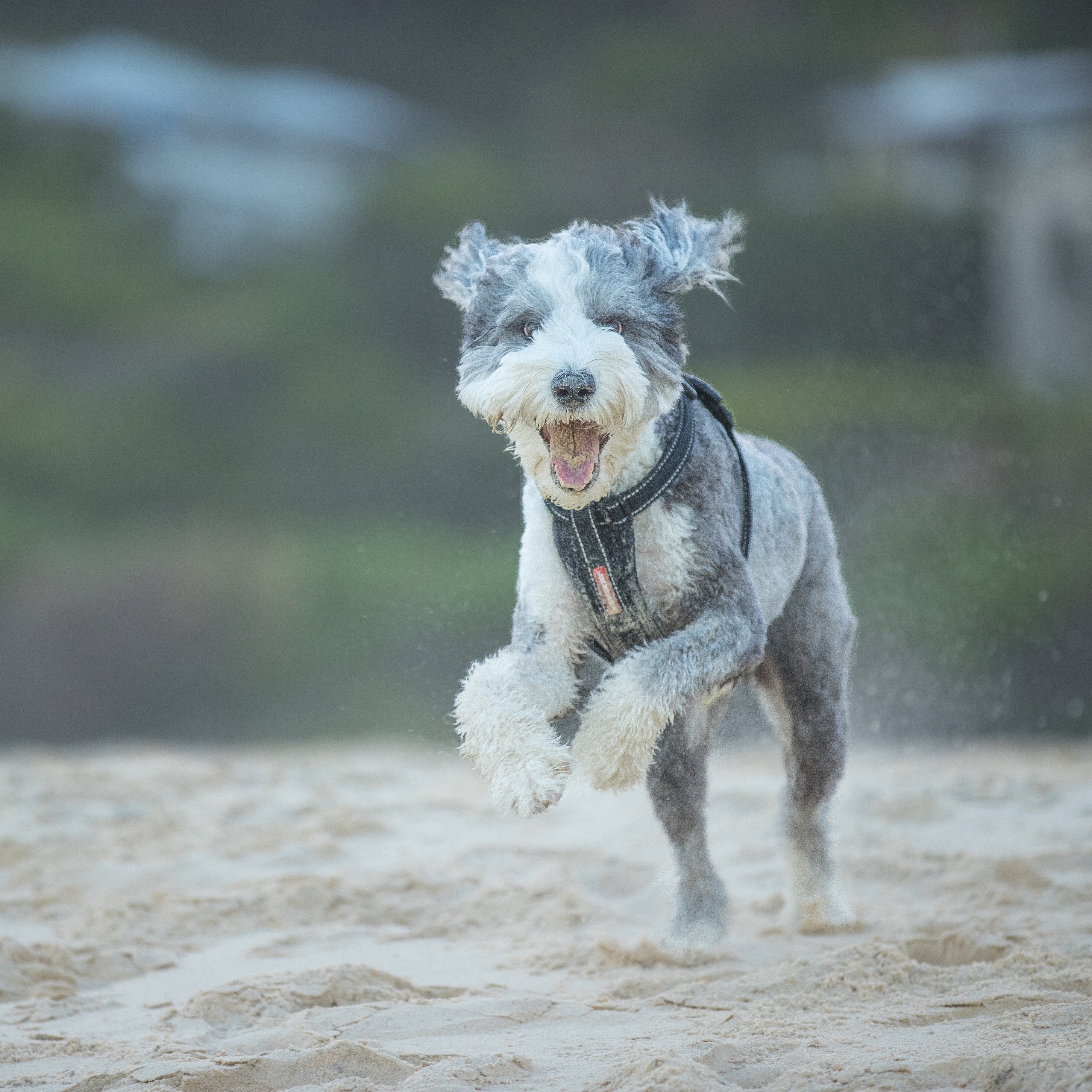 The Tick Stick – Drool by Dr. Chris Brown