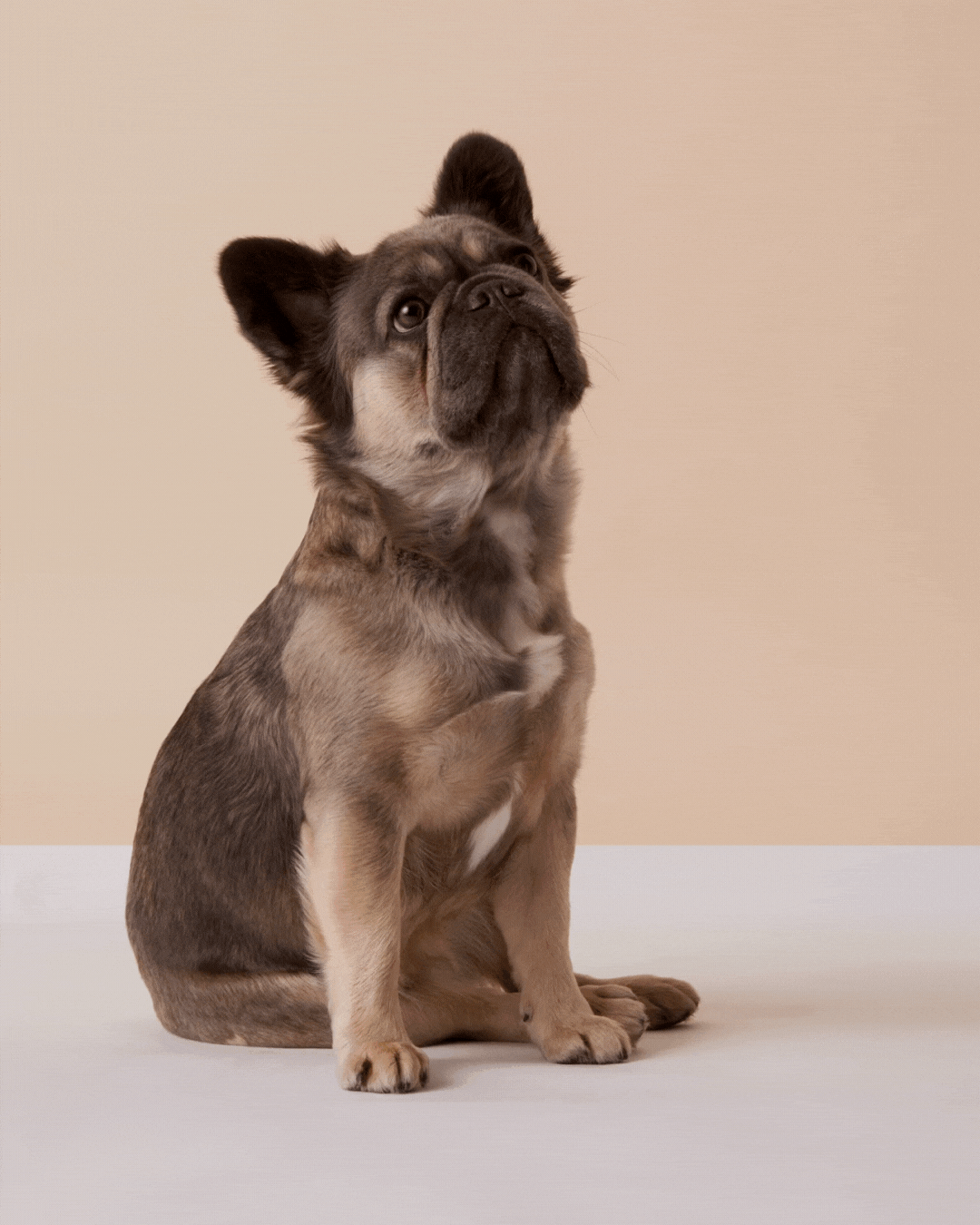 Coffee Wood Chew – Drool by Dr. Chris Brown