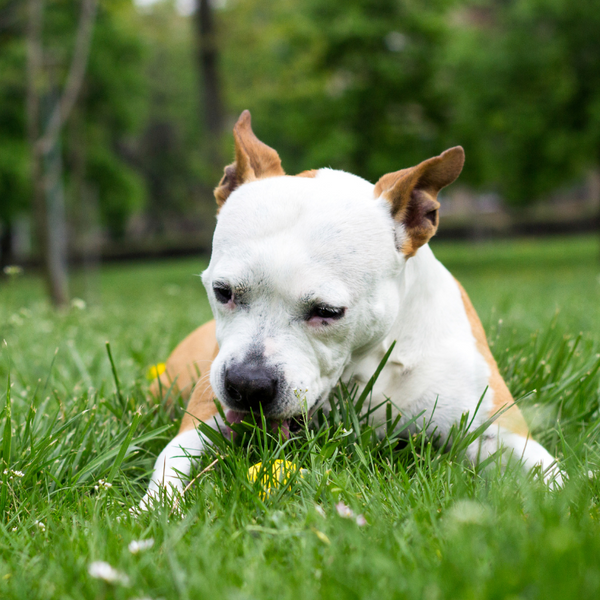 Probiotics for Dogs | Gut Health Supplements for Dogs – Drool by Dr ...